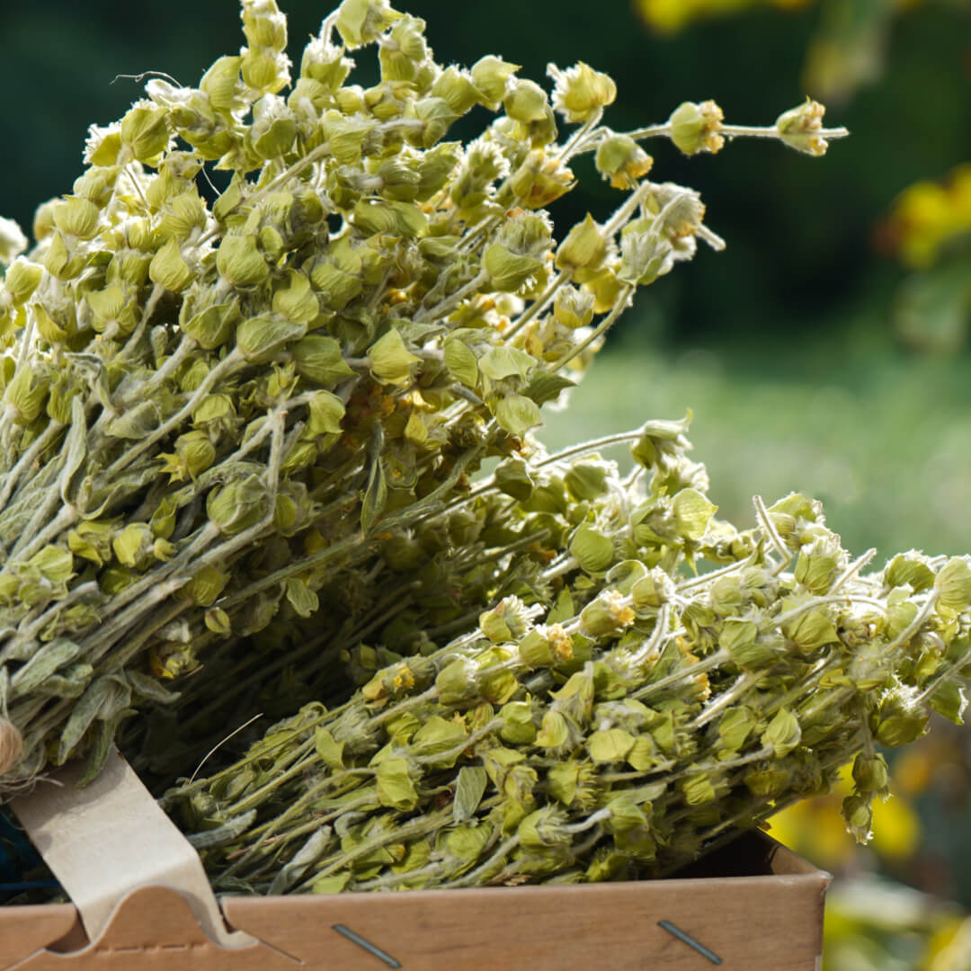 Check Herbal Tea & Health Benefits | Signature Herbal Teas – Greek ...